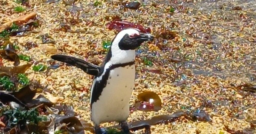 Waddle for a Cause to Save Endangered Penguins - Rwanda