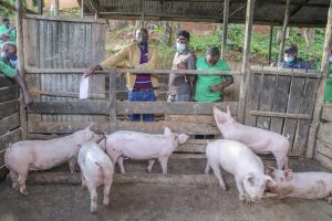 Ban On Pig Trading Due To African Swine Fever Outbreak - Rwanda