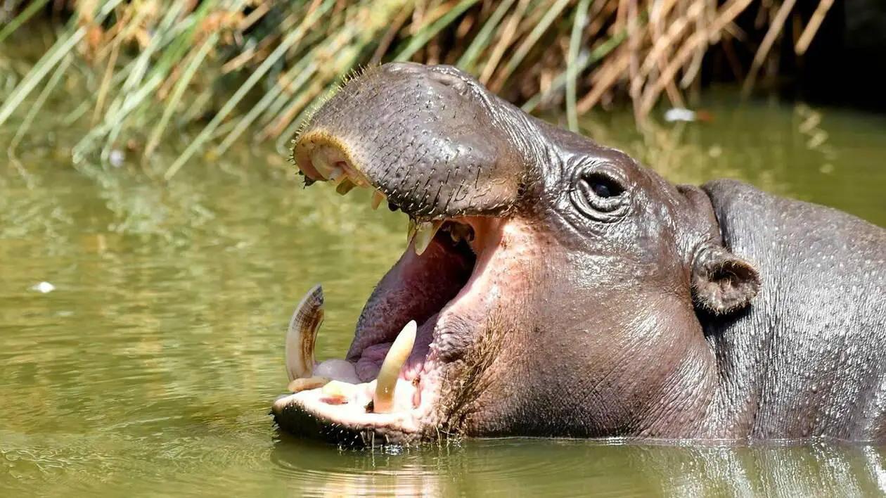 L’hippopotame : une espèce fortement menacée d’extinction - São Tomé e ...