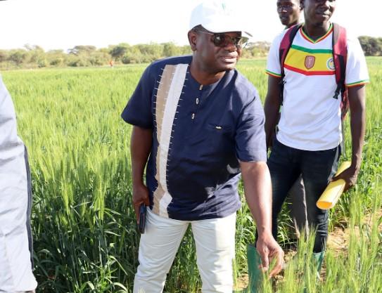 Le Sénégal dispose de 16 variétés de riz, selon l’ISRA - Senegal
