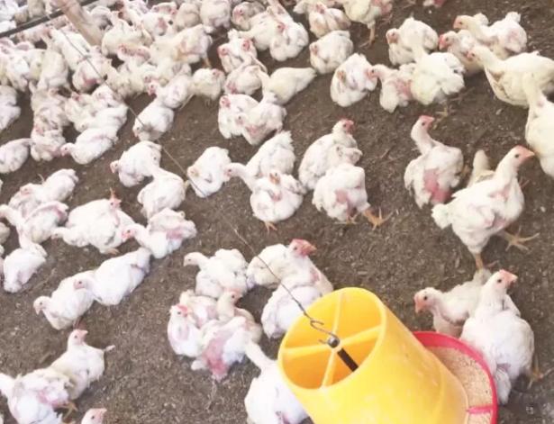 SENEGAL-AVICULTURE-FETE / Eid el-Fitr: its decimated poultry, Sangalkam ...