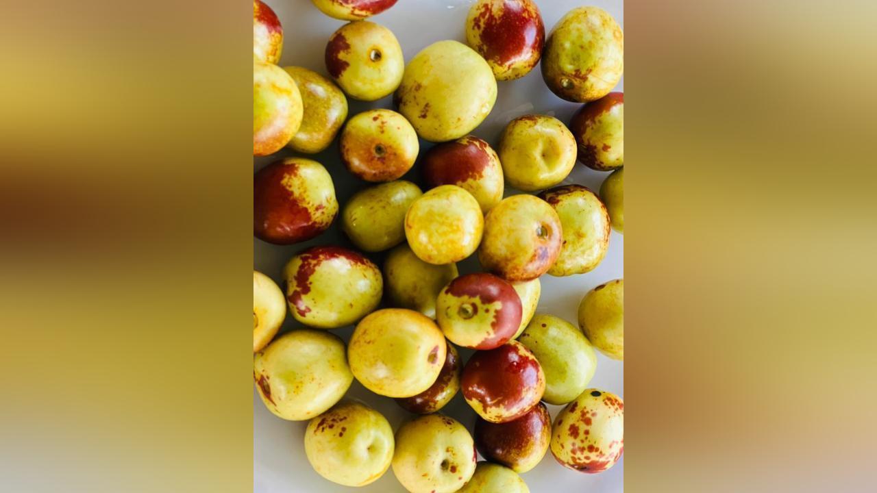 Shaanxi : la culture du jujube d’hiver, une richesse à portée de main ...