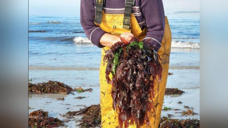 Dulse, Laitue de Mer ou Laminaires: des Algues À tout Faire - Senegal