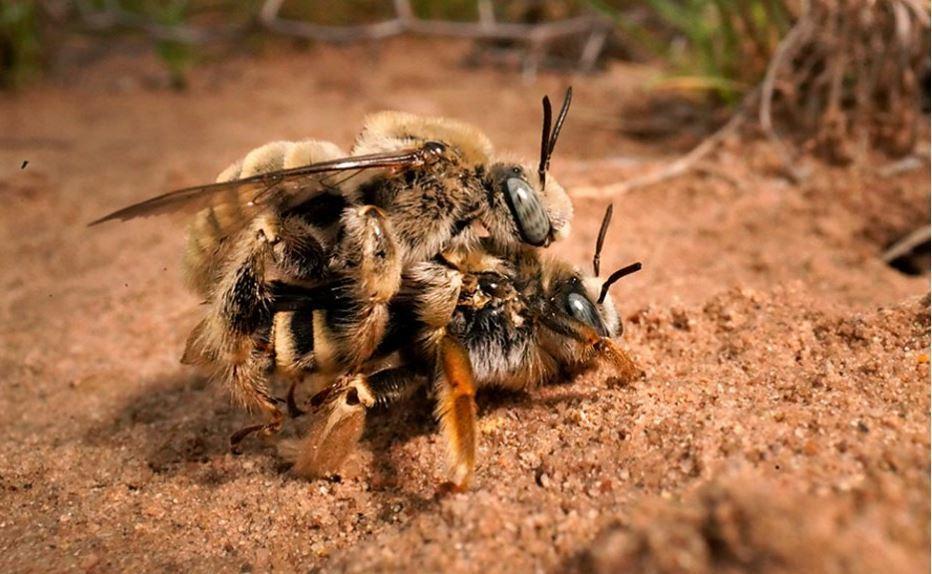 Wildlife Photographer of the Year: Frenzied bee ball wins top prize ...