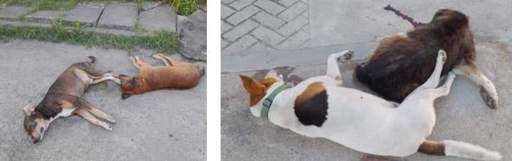 Mass dog poisoning sparks outcry - Seychelles