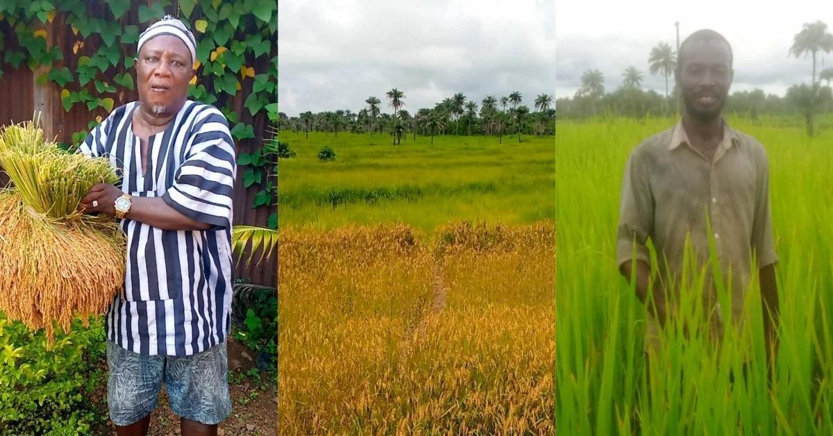 Kori Chiefdom Farmers Seek Support Amidst Mechanized Farming Drive ... Kori Chiefdom Farmers Seek Support Amidst Mechanized Farming Drive ...