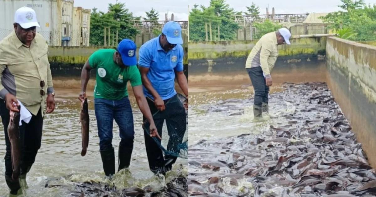 President Bio Harvests Farm Produce, Showcases Agricultural Self ...