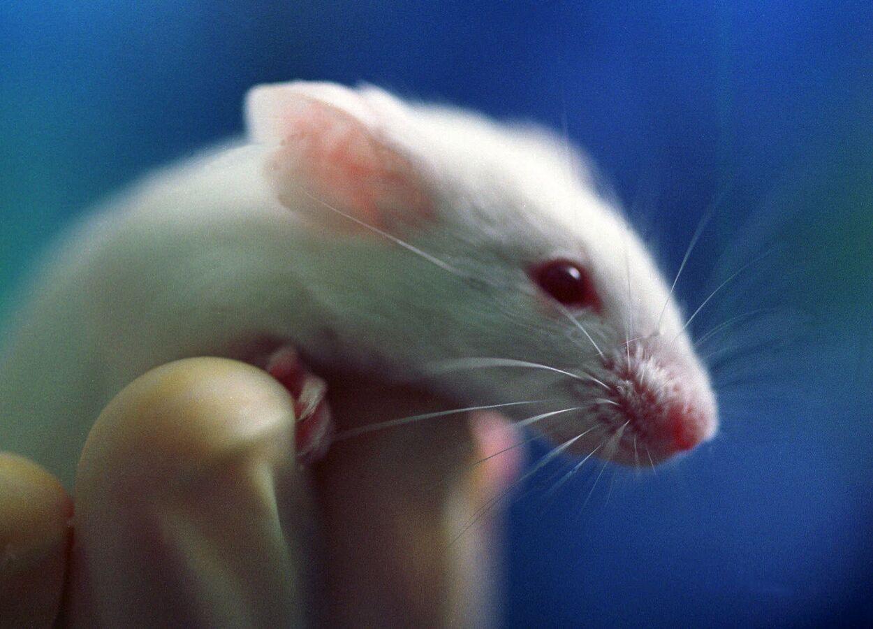 Beyond Cheese and Mazes: Mice Can Recognize Themselves in Mirrors ...