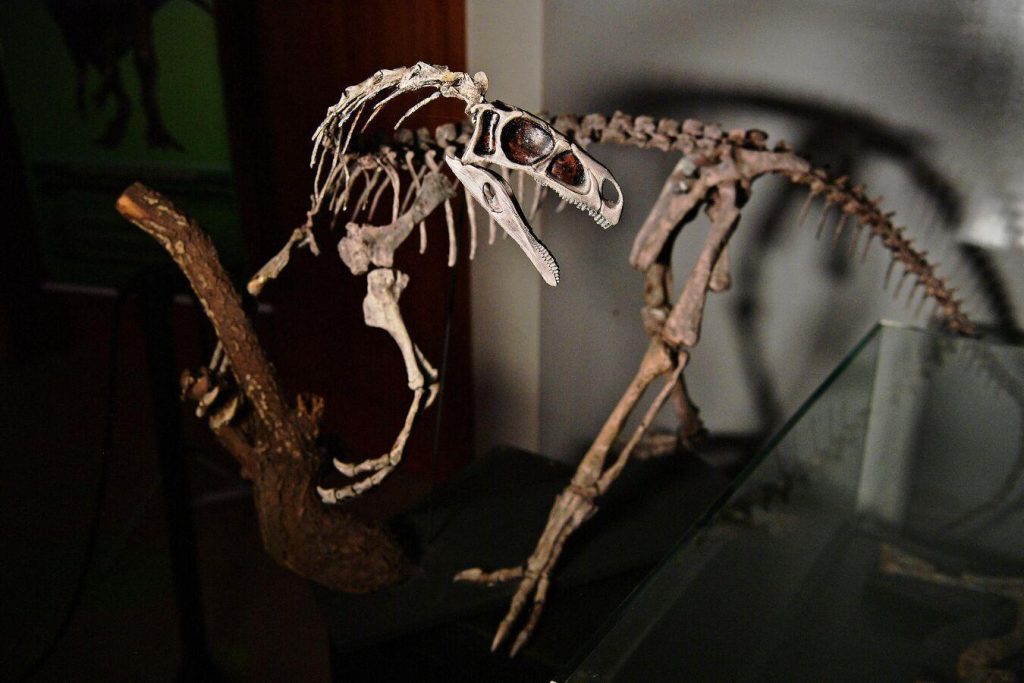 New Chicken-Like Dinosaur Fossils Discovered - Sierra Leone