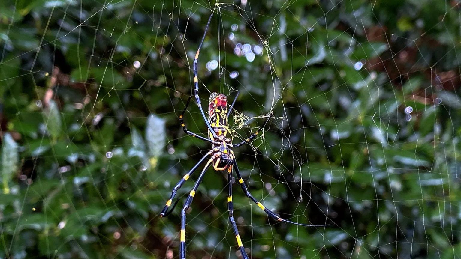 Giant But Harmless Joro Spiders Spread Across Eastern US, New Research ...