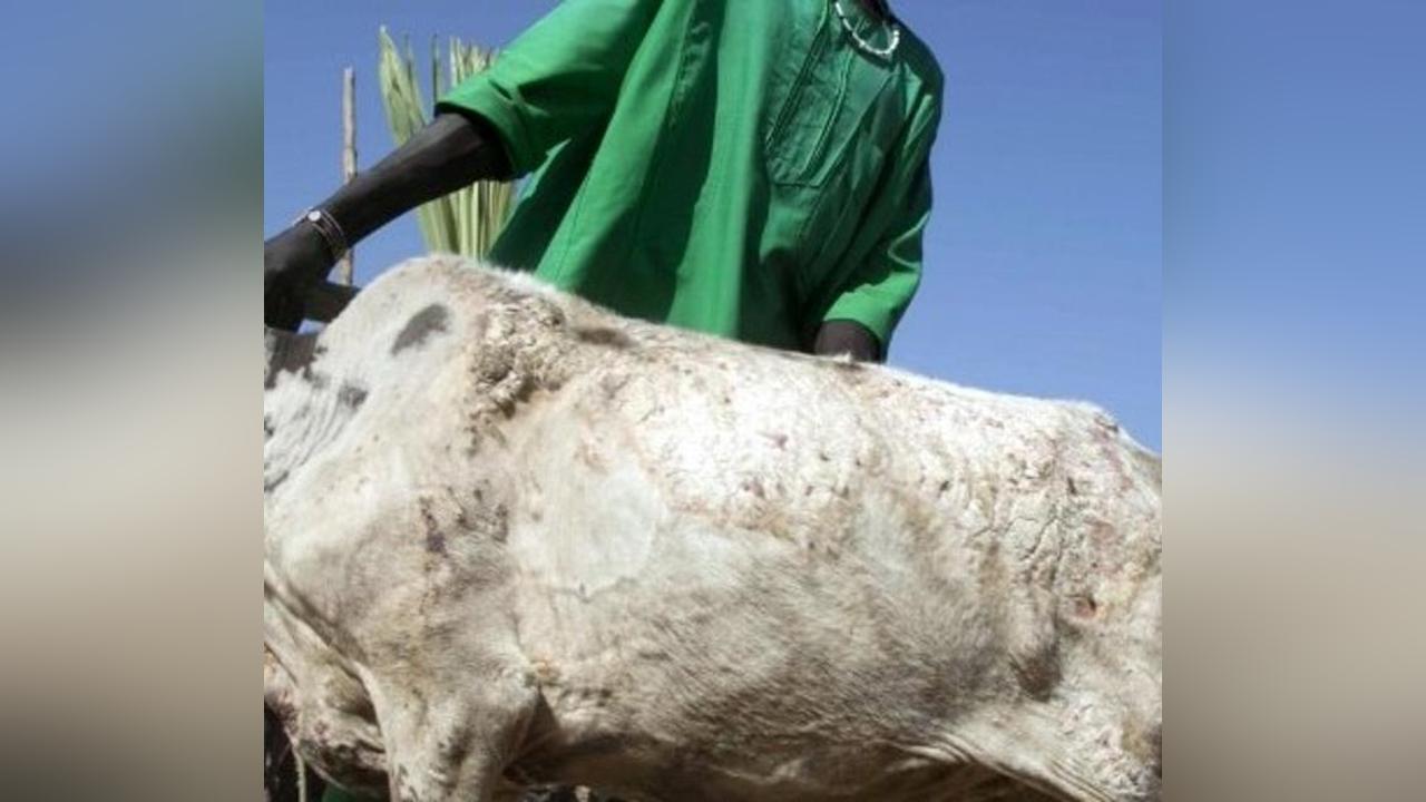 Cattle vaccination campaign underway in Pibor - South Sudan