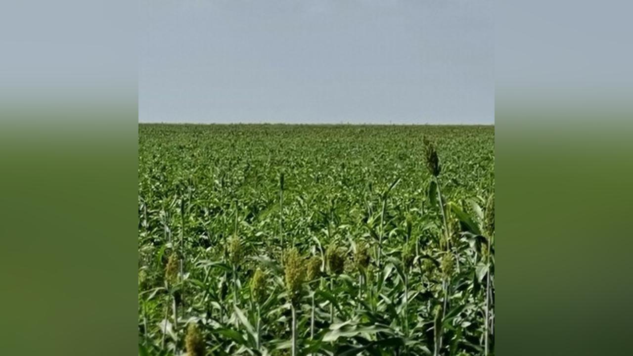 Birds and locusts threaten agriculture in Fashoda County - South Sudan