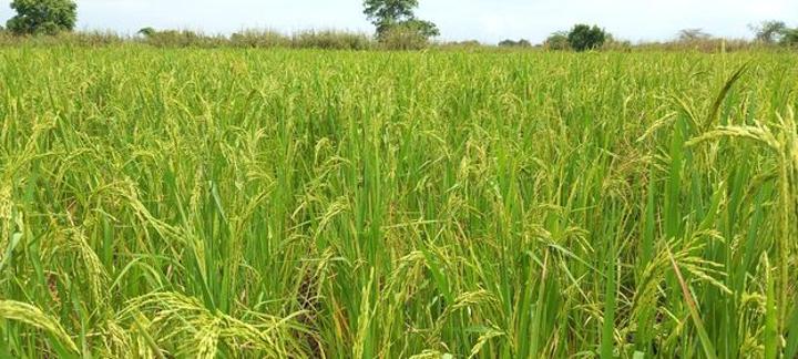 Warrap rice farmers reap big, push for nationwide rice cultivation ...