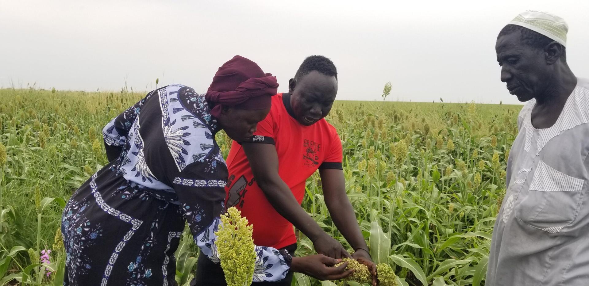 Helpless Renk farmer feels neglected as birds, locusts destroy farm ...