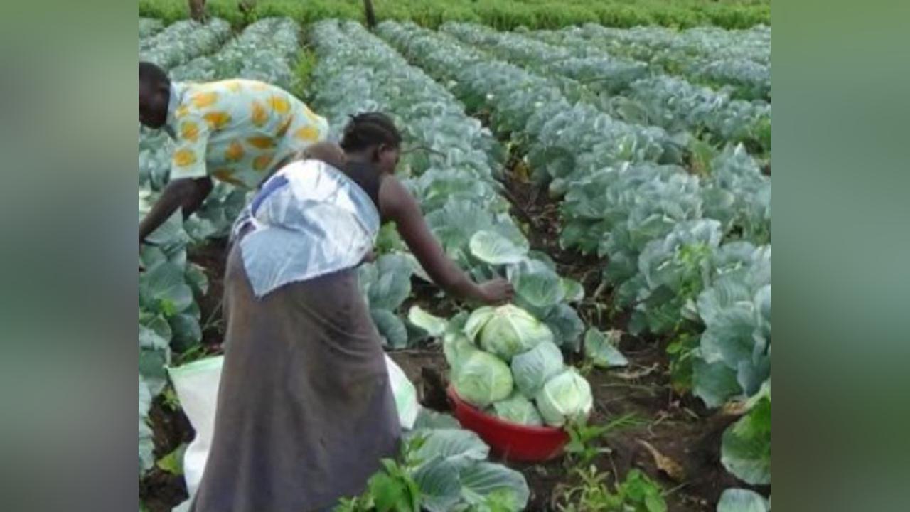 Yei farmers exhibit resilience in agriculture trade show - South Sudan