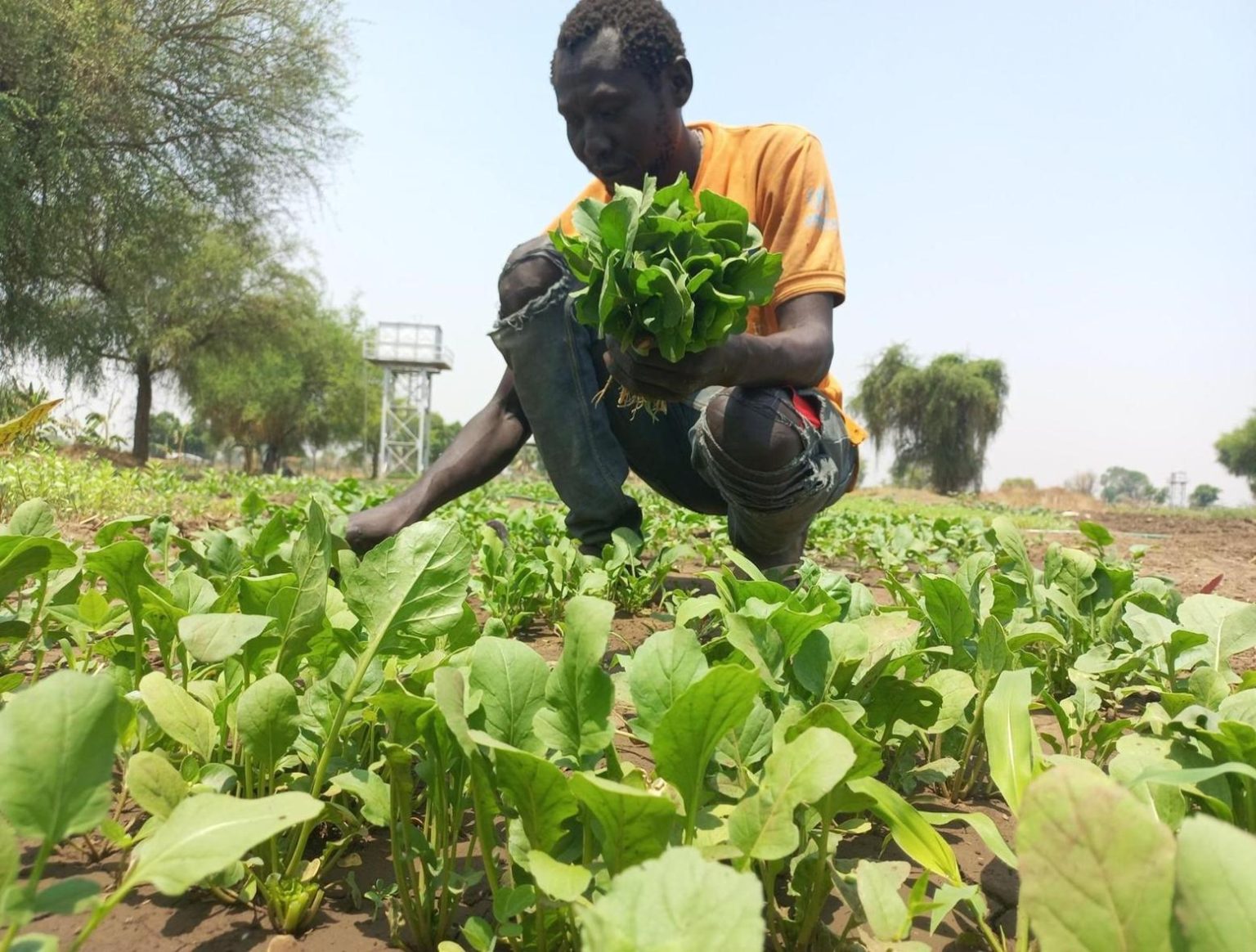South Sudan Reviews Agriculture and Livestock Policy - South Sudan