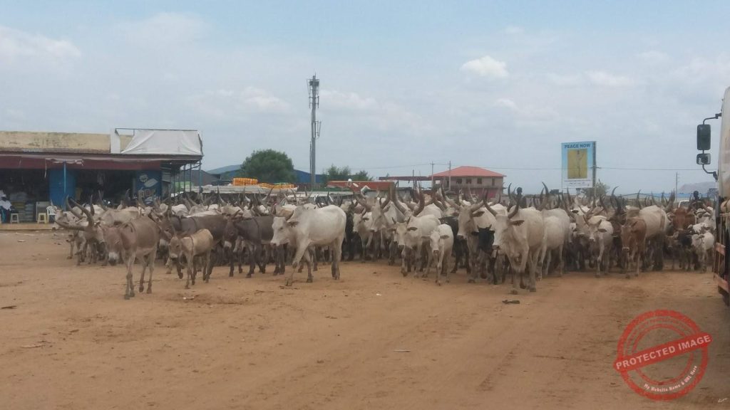 CES Government Orders Seizure of Cattle from Herders - South Sudan