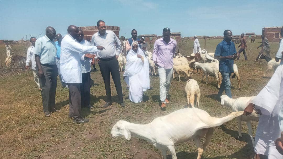 ولاية سنار: تدشين مخيم التطعيم المجاني للماشيه بمحلية سنجة - Sudan