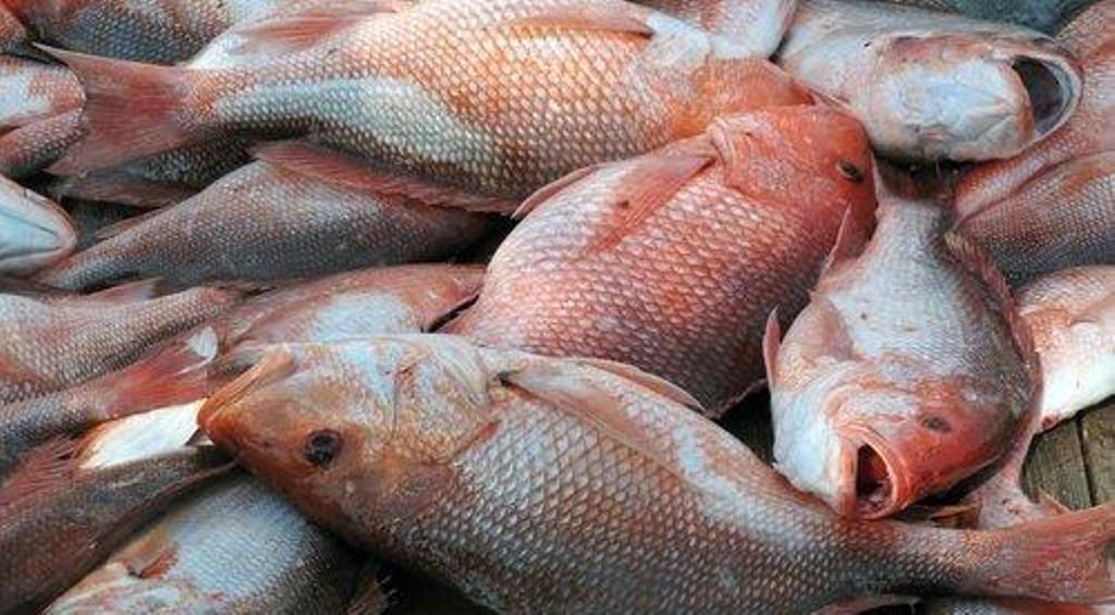 RED SNAPPER FISH PRICES DOUBLE AT FERRY MARKET - Tanzania