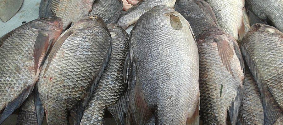 Mwanza aviation radar to boost fish sales - Tanzania