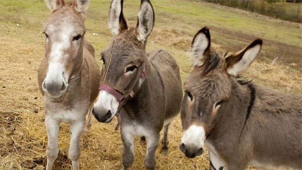 Donkey slaughter trade no longer a deal: report - Tanzania