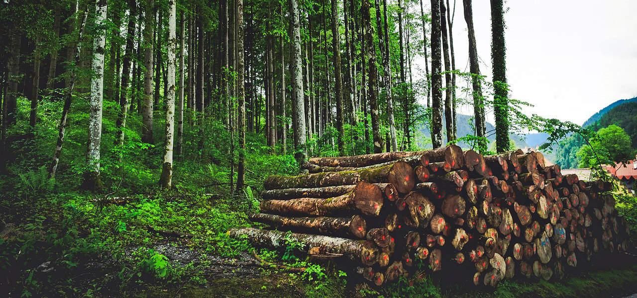 Tree expert warns of deforestation - Tanzania