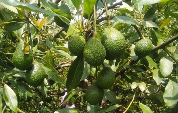 RC entices Iringa residents to farm avocados - Tanzania