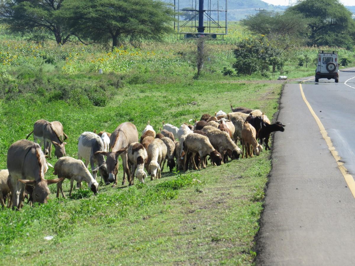 Global cage free campaign underway in Tanzania - Tanzania