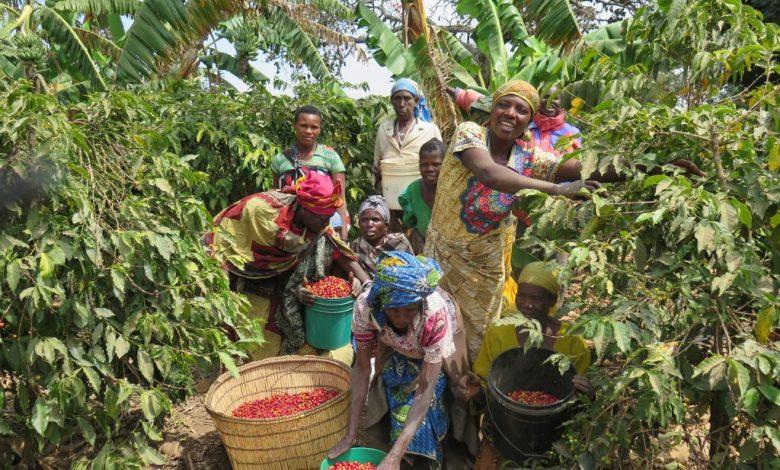 AKIKO: Coffee farmers to earn 700m/- this season - Tanzania