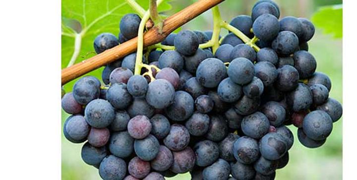 Renewed hopes for grape processors in Tanzania - Tanzania