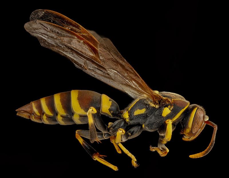 The mysterious life of wasps in the savannah - Tanzania