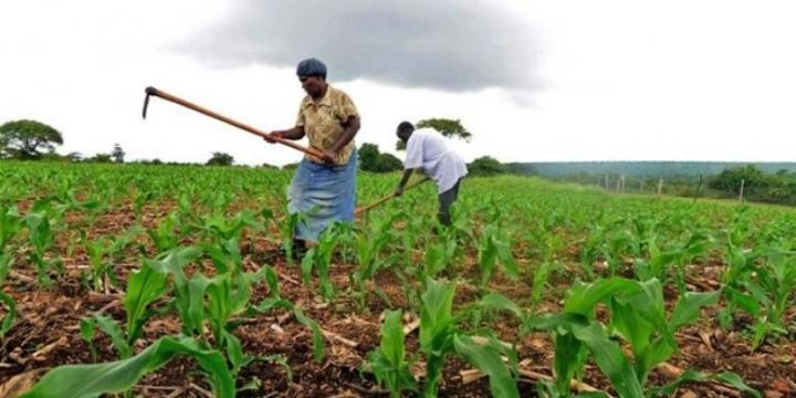 Farmers to get relief over destroyed crops - Tanzania
