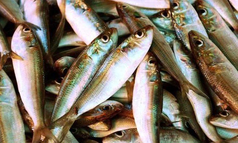 USAID supports sardine production in Lake Zone - Tanzania