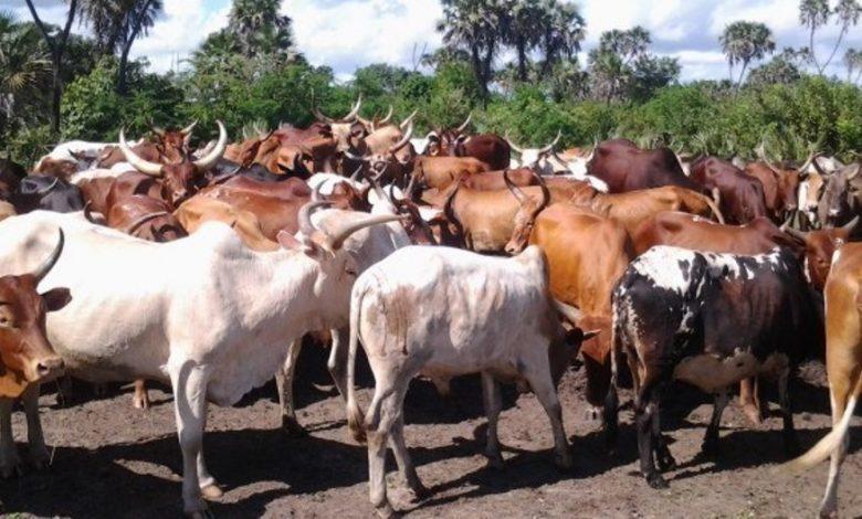 Govt Reveals Plan To Transform Livestock Sector Tanzania