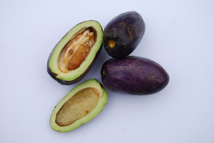 Quelques bienfaits insoupçonnés du safou - tchad