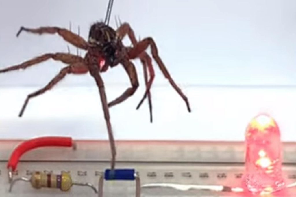 Une araignée morte transformée en robot - tchad