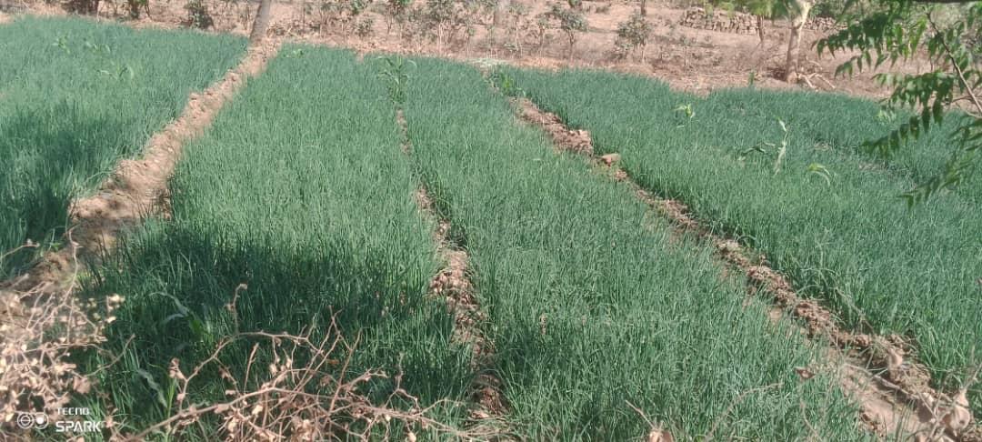 la culture de l'oignon, une source de survie pour les habitants de Léré ...