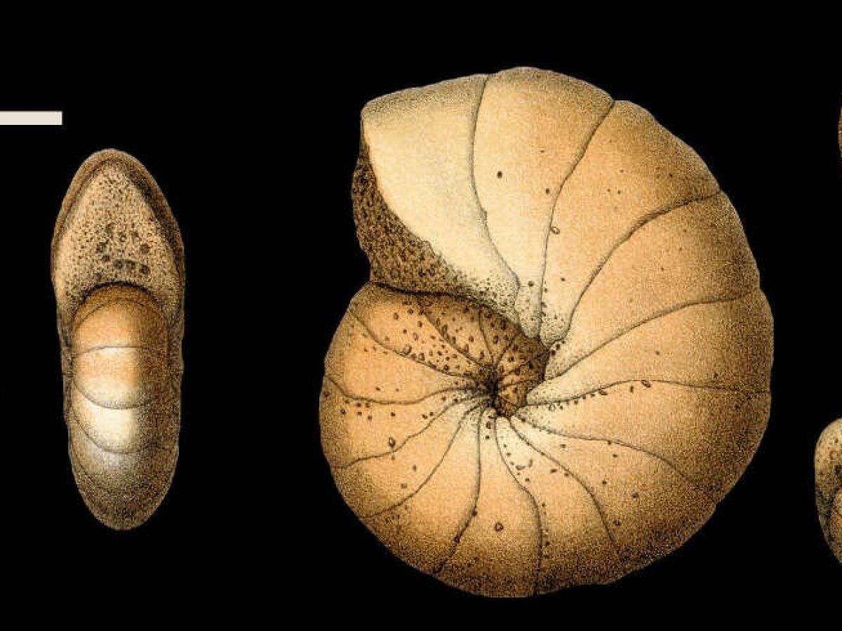 À cinq mille mètres sous la mer, la pêche miraculeuse du Challenger - tchad