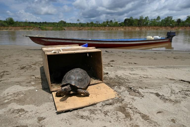 "Incroyablement préoccupant" : les populations de faune sauvage ont ...