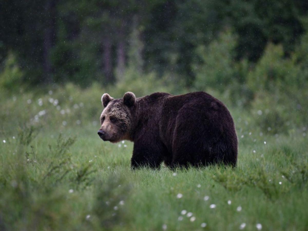 "Incroyablement préoccupant" : les populations de faune sauvage ont ...