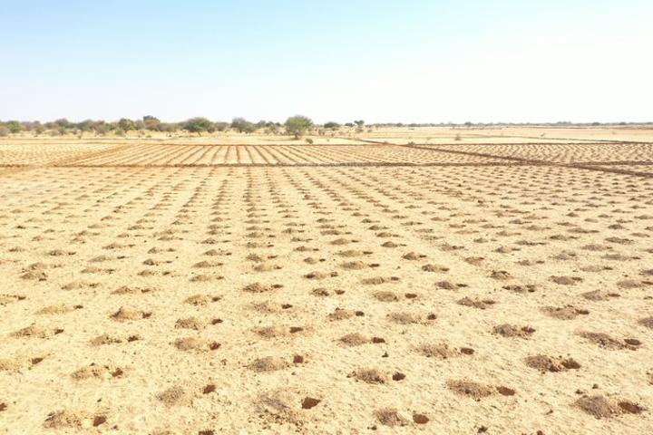 Le Zaï, une technique ancestrale au service de l'agriculture tchadienne ...