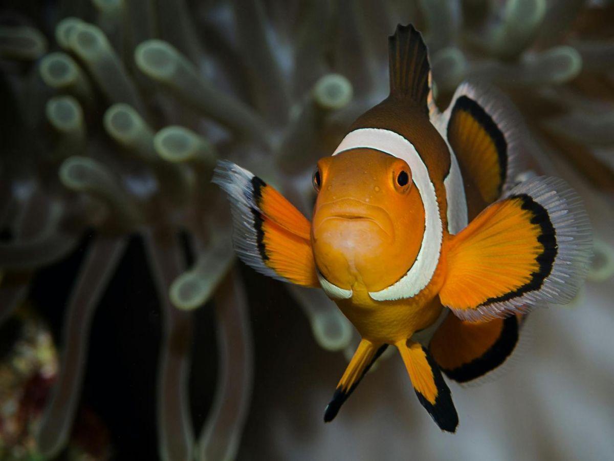 Le secret des poissons-clowns pour échapper aux piqûres des anémones de ...