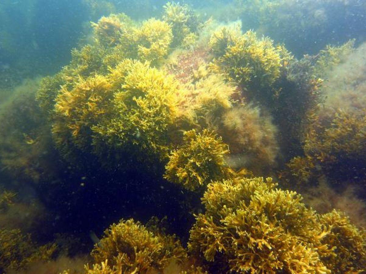 "Ce record est difficile à battre" : un clone géant issu d'une algue s ...