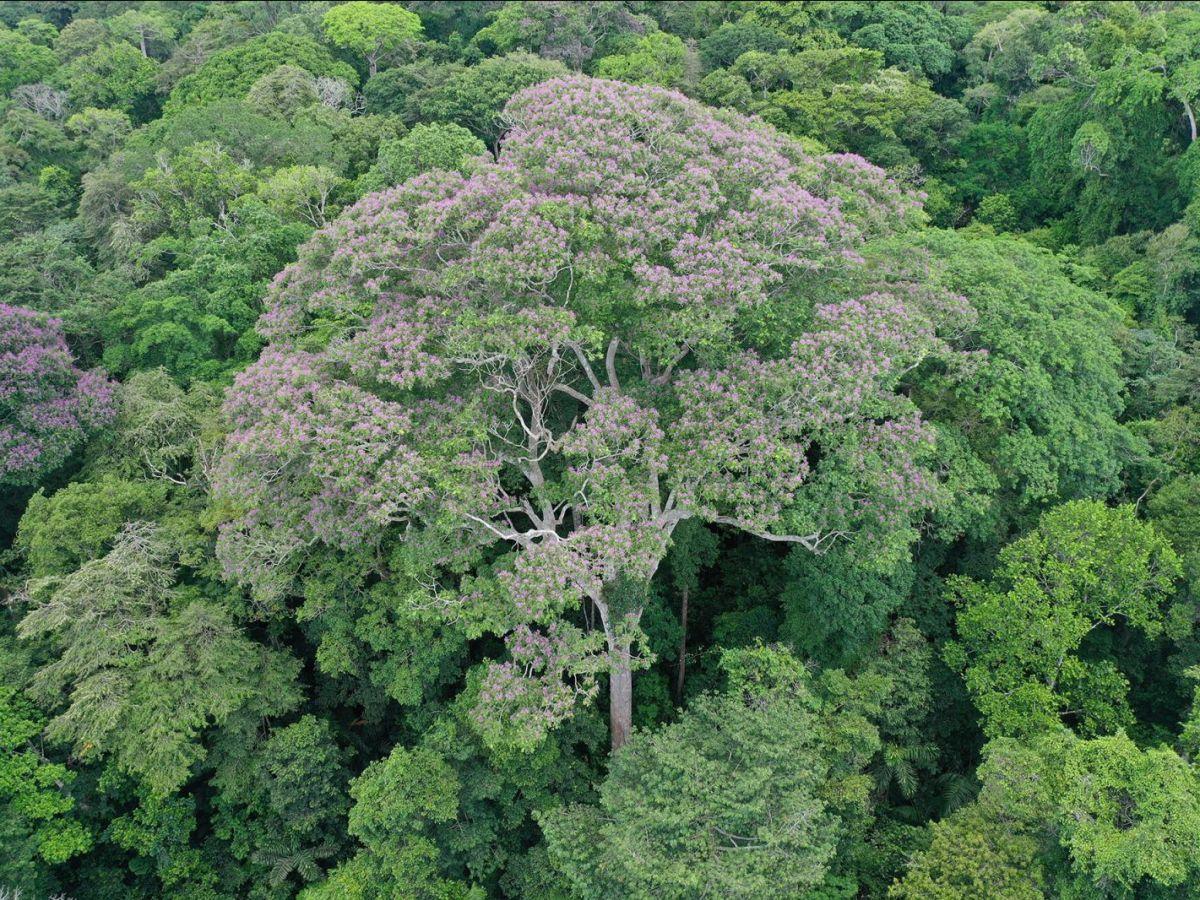 Etre frappé par la foudre est bénéfique pour cet arbre tropical - tchad