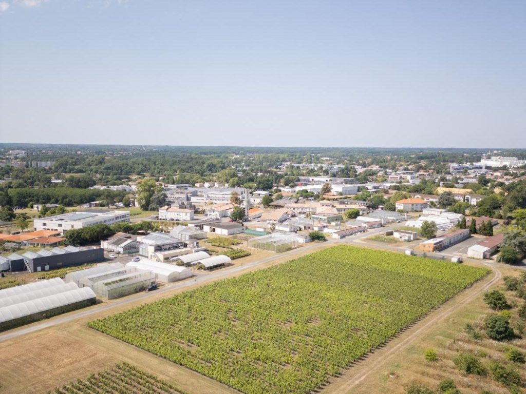 Millésime 2025: Grains de Raisin Alarmants pour la Vigne - Togo