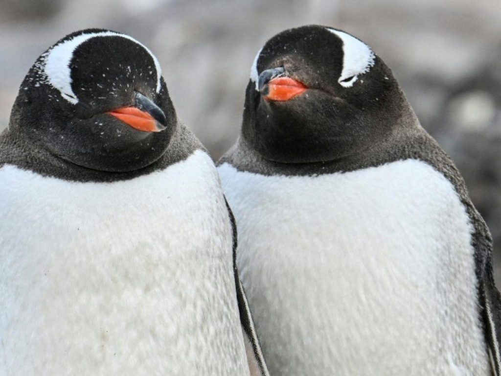 Manchots d'Antarctique Avancent Reproduction à Vitesse Record - Togo