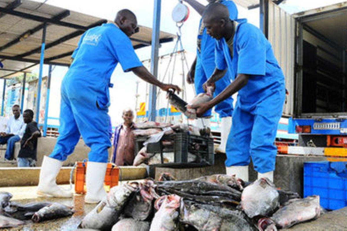 Fish exports register 25 percent increase - Uganda