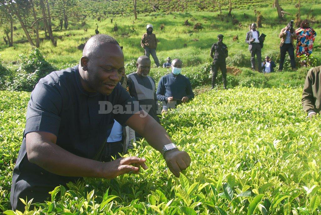 Buhweju leaders move to regulate tea growing - Uganda