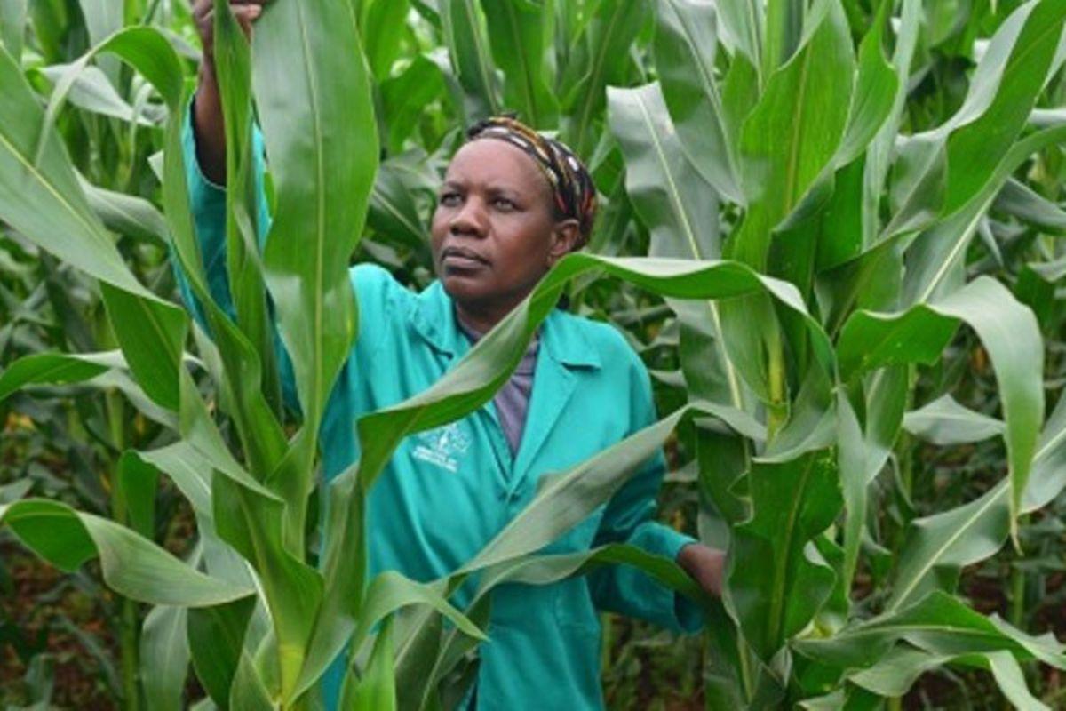 Weatherman asks farmers to storm the garden - Uganda