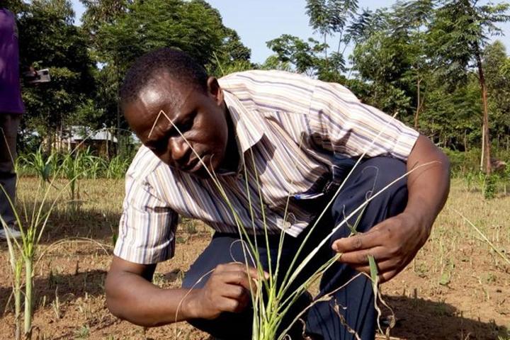 Experts tip farmers on how to fight armyworms - Uganda